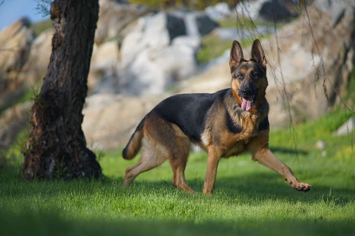 How Army Dogs Help Catch Kidnappers in Pakistan - ARMY DOG CENTER ...